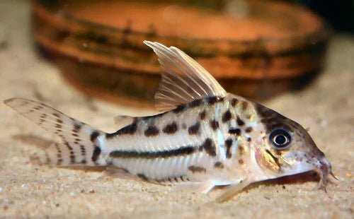 Super Schwartzi Corydoras CW28 — East Ocean Aquatic