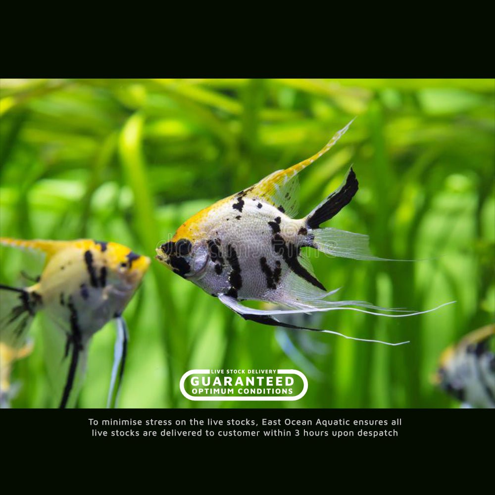 Tricolor Angel — East Ocean Aquatic
