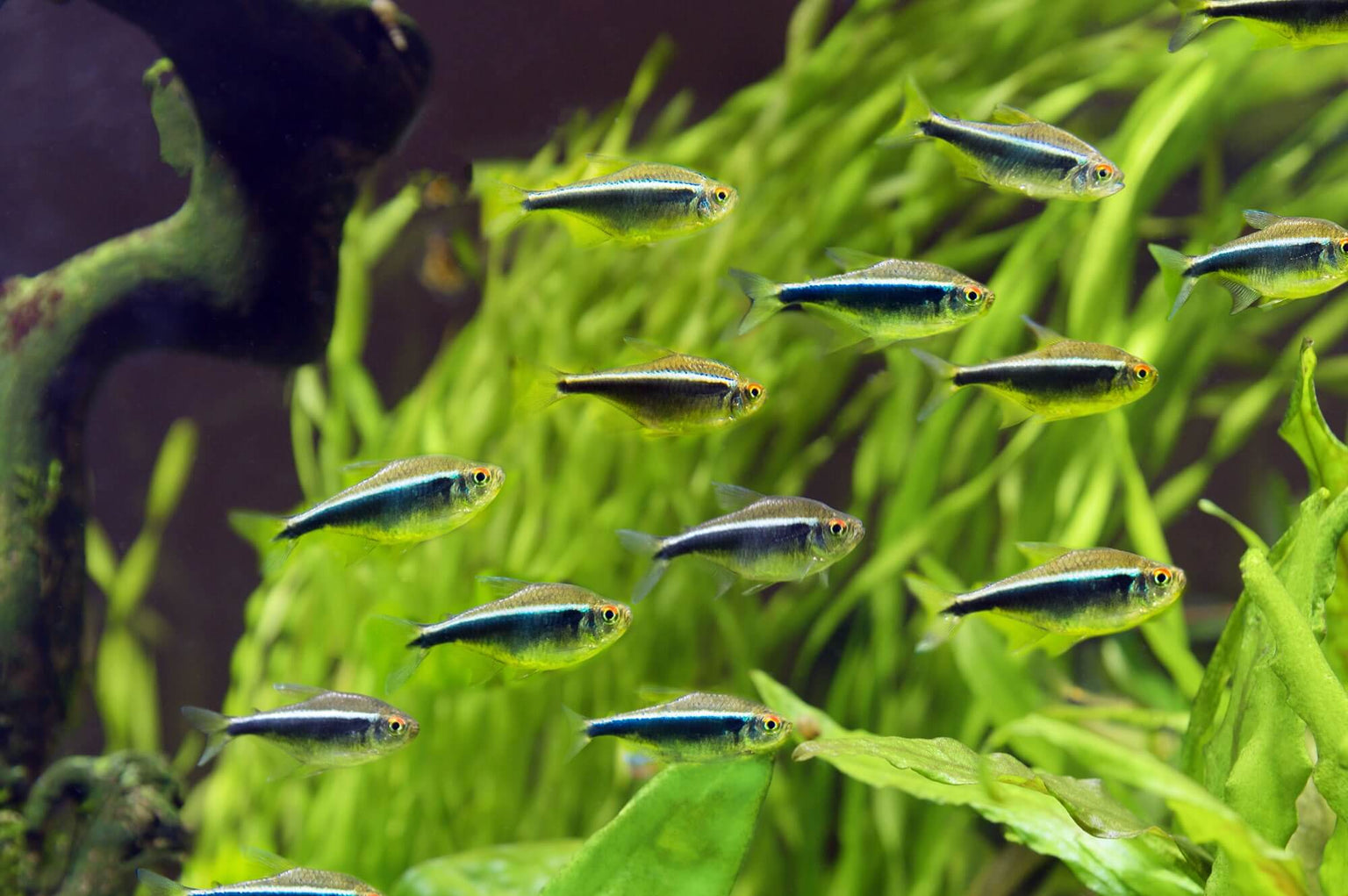 Buy Tropical Freshwater Fish Online in Singapore - East Ocean Aquatic