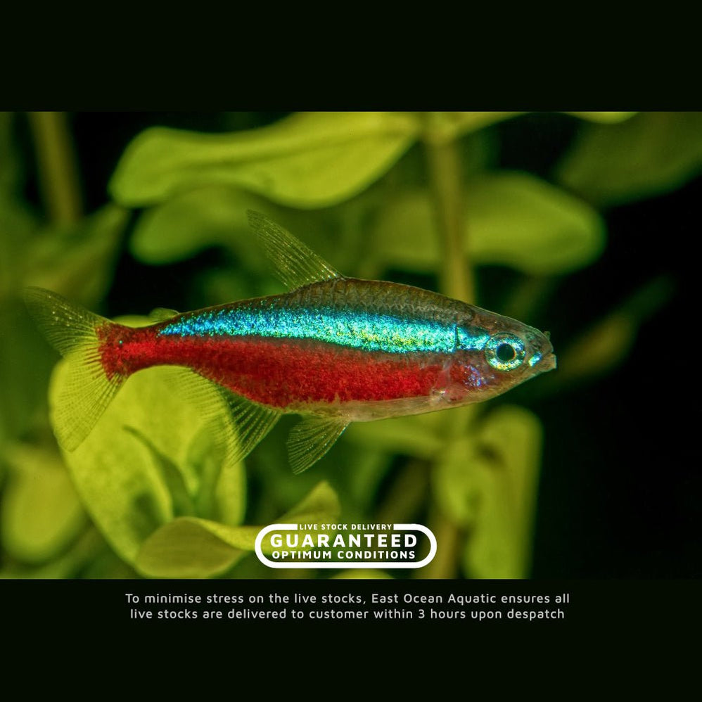 Buy Tropical Freshwater Fish Online in Singapore - East Ocean Aquatic