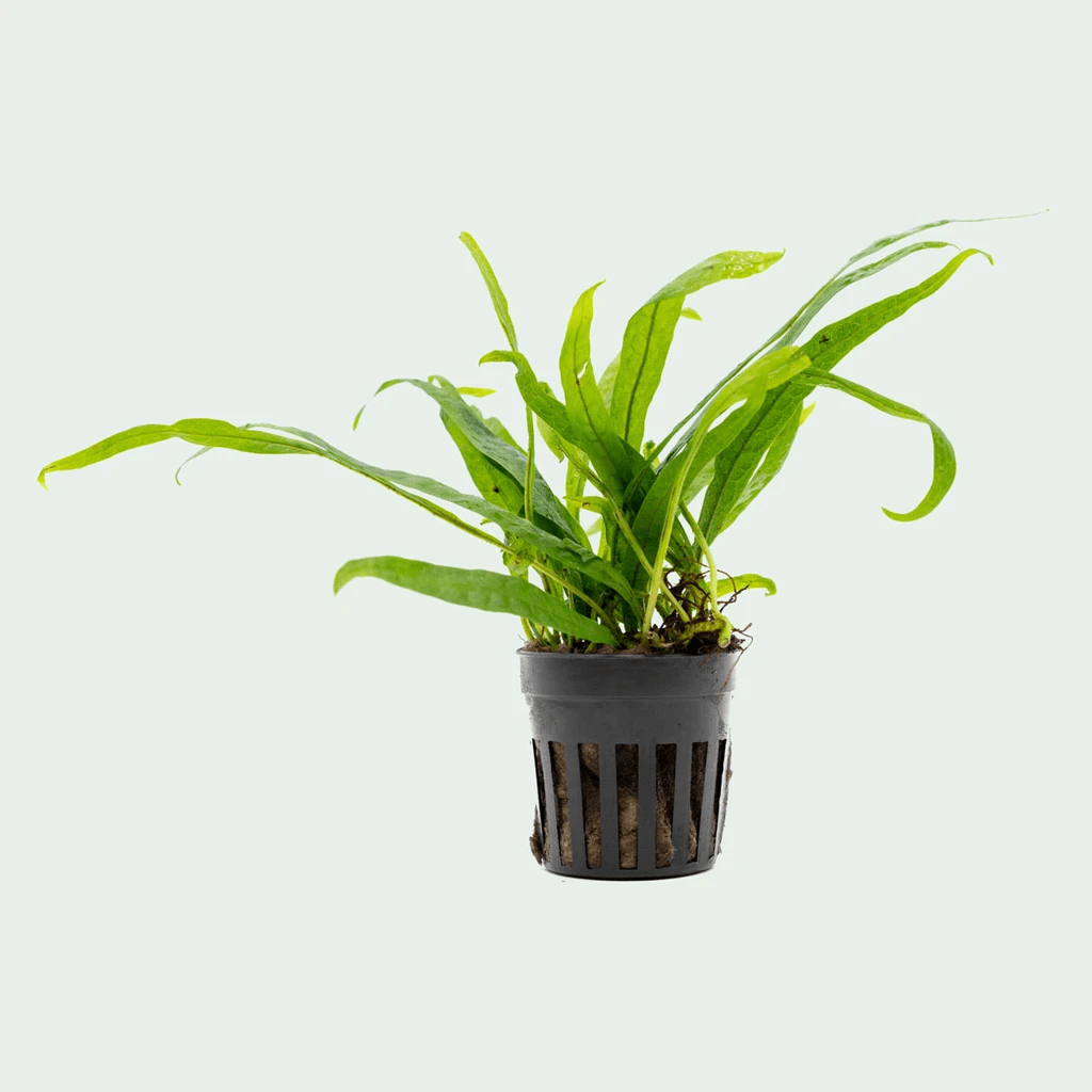 Fern — East Ocean Aquatic
