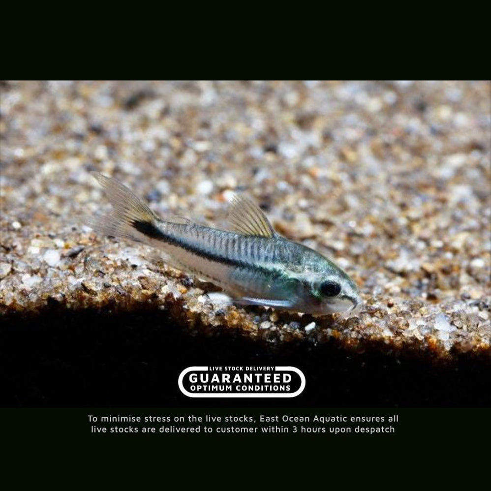 Freshwater Bottom Feeder Fish for Sale - East Ocean Aquatic