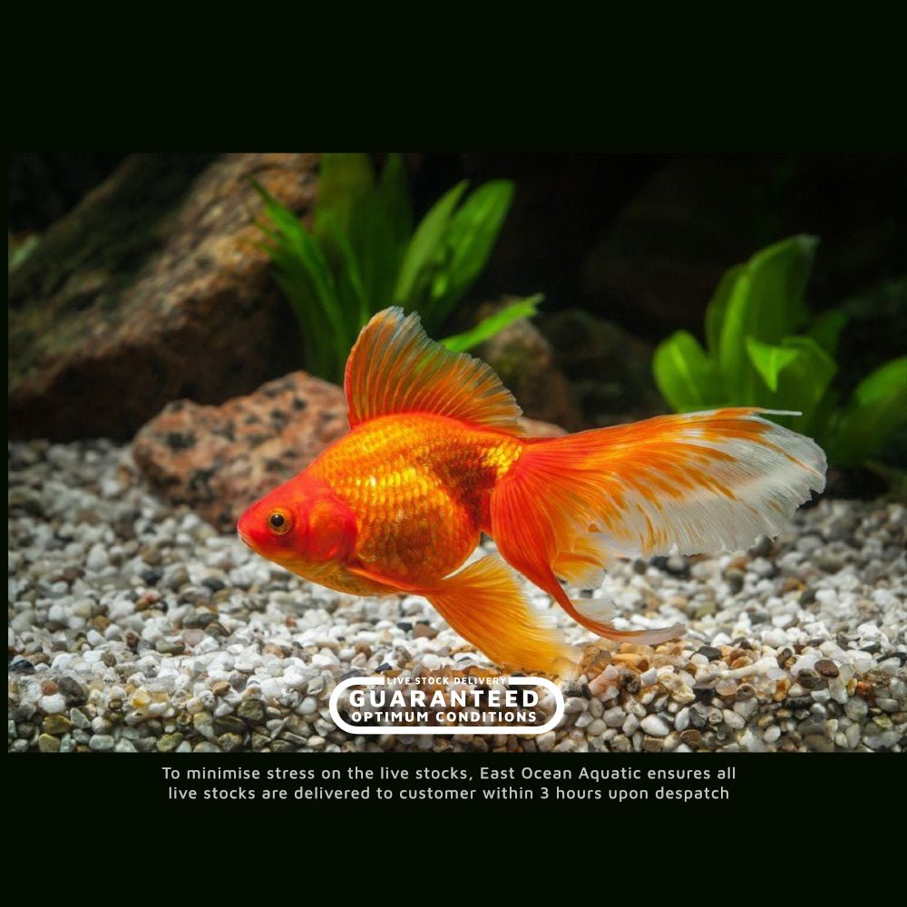 Ryukin Goldfish — East Ocean Aquatic