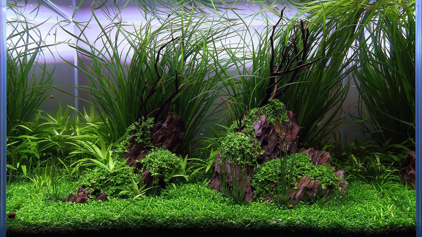 Tropica Substrate (iron rich base substrate) — East Ocean Aquatic