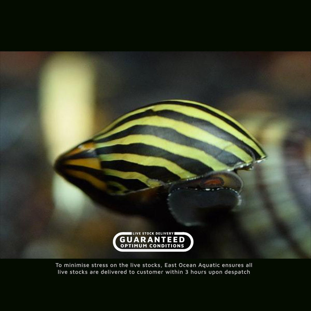 Buy Tropical Freshwater Fish Online in Singapore - East Ocean Aquatic